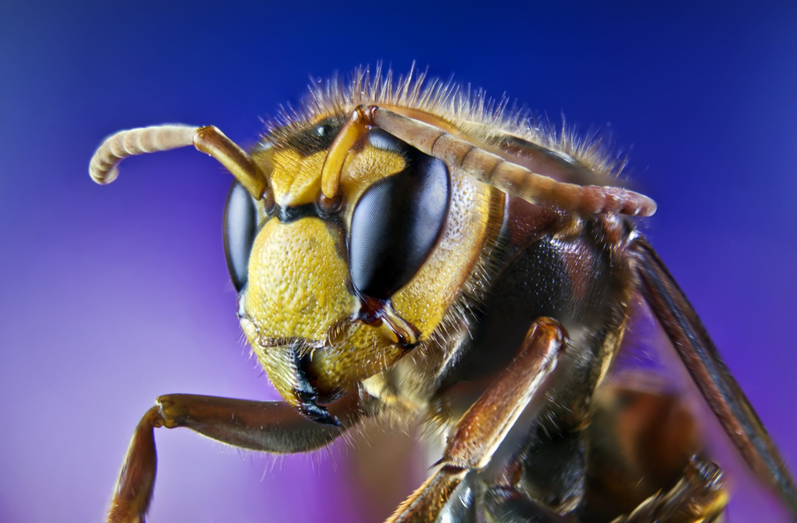 Insekter på Costa del Sol – En Sueco